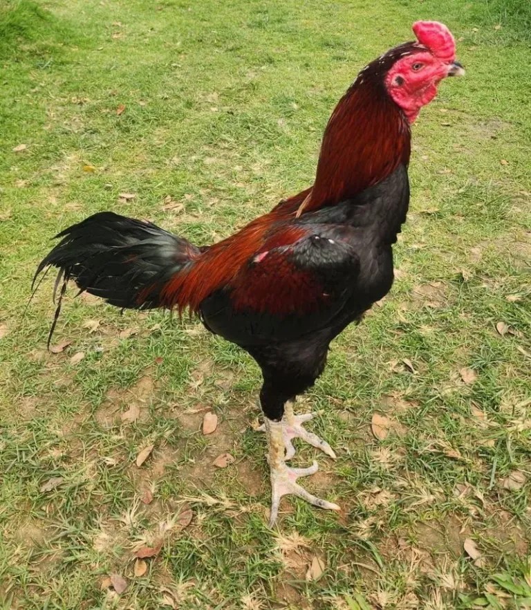 Ayam Bangkok ปศุสัตว์มูลค่าสูงของไทย สร้างการเติบโตเชิงพาณิชย์ใน ...