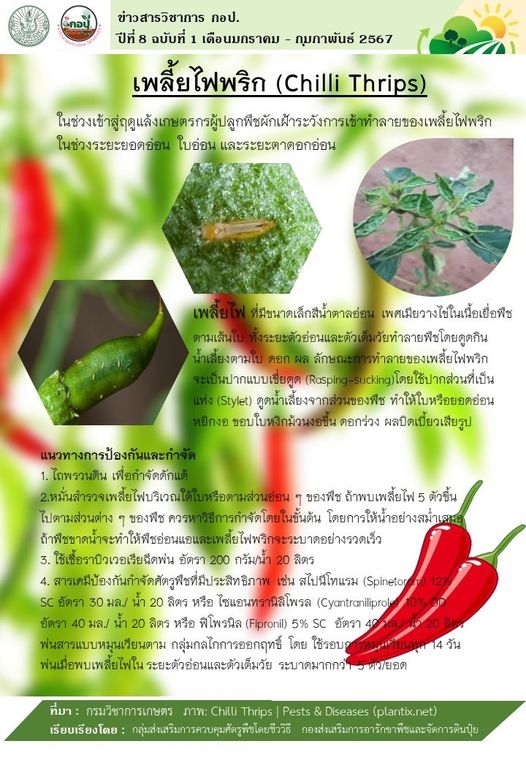 ระวังเพลี้ยไฟพริก (Chilli Thrips) – Thai Farmers’ Library ห้องสมุดเพื่อ ...